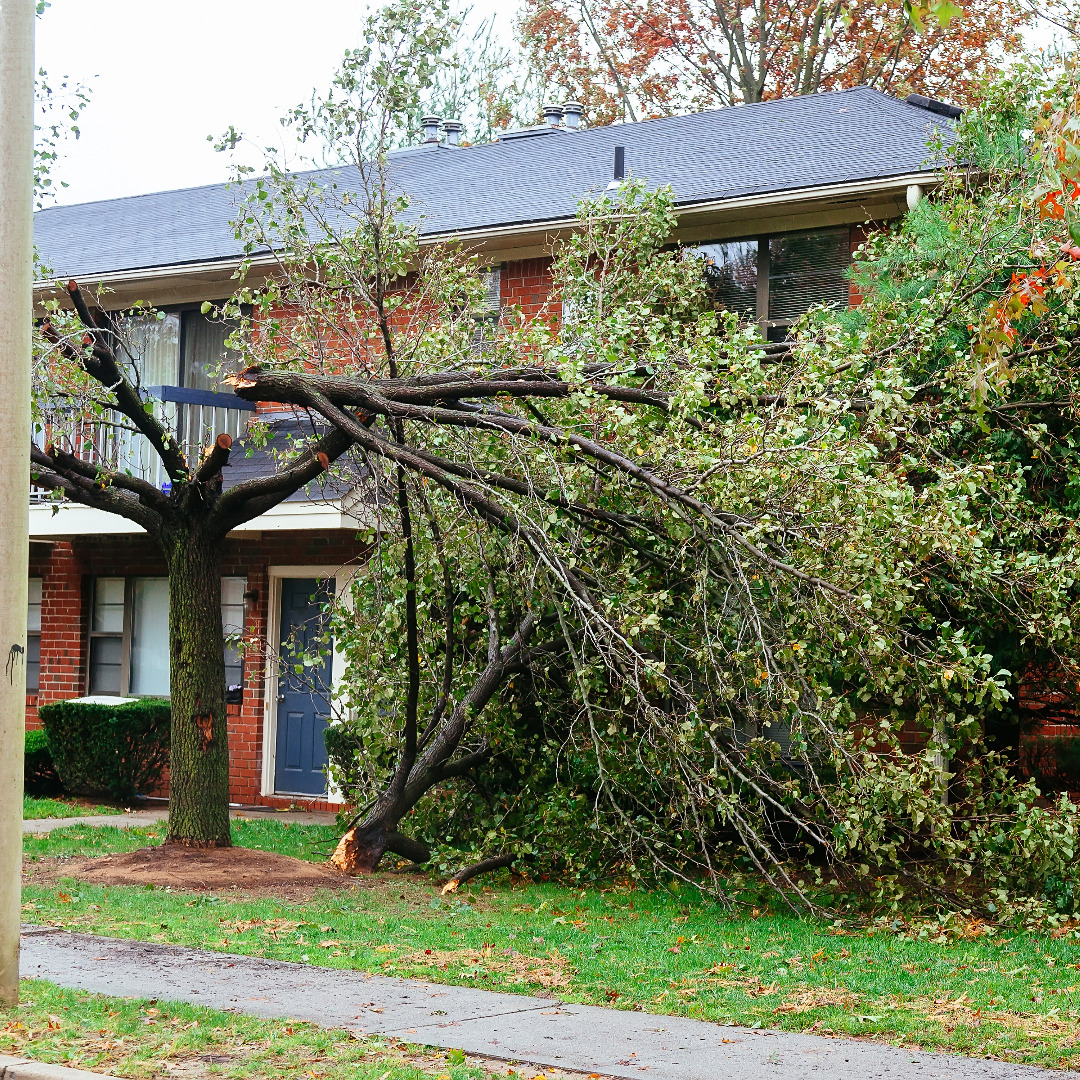 Landscape Remediation - Purple Willow Landscaping and Excavation
